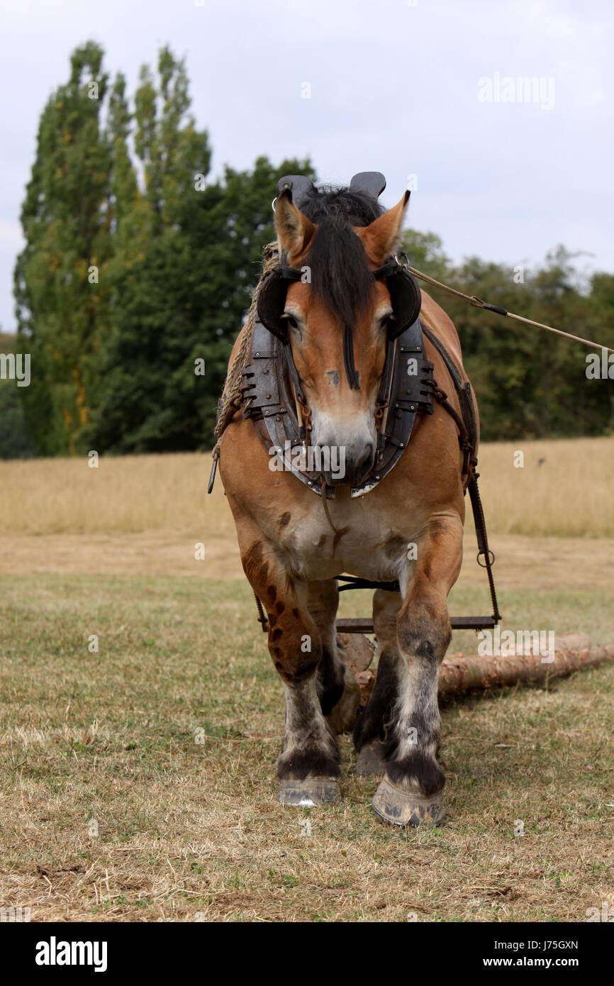 horse horses cold blooded animal rein horse animal brown brownish ...