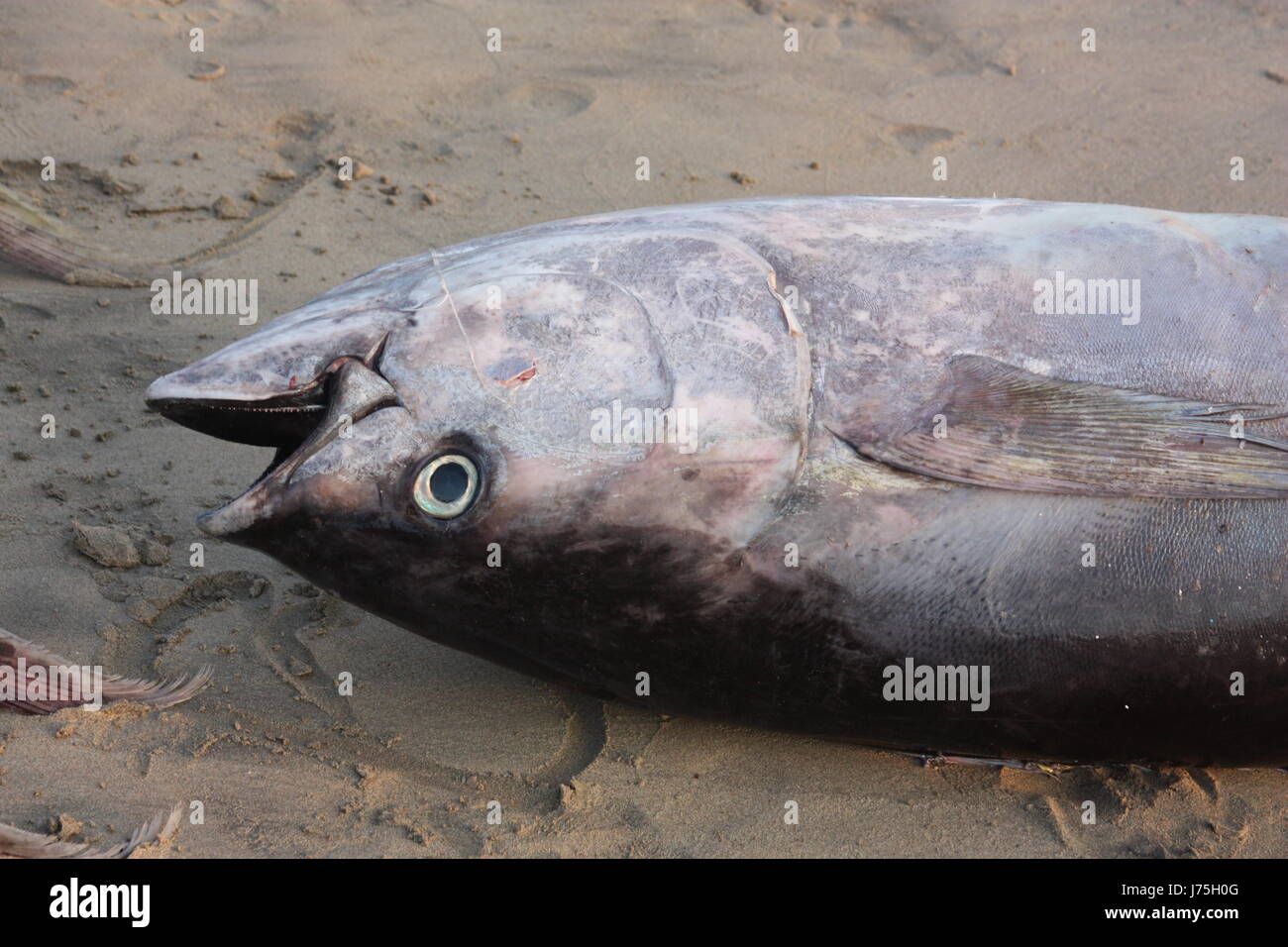 Large fish rowing boat hi-res stock photography and images - Alamy
