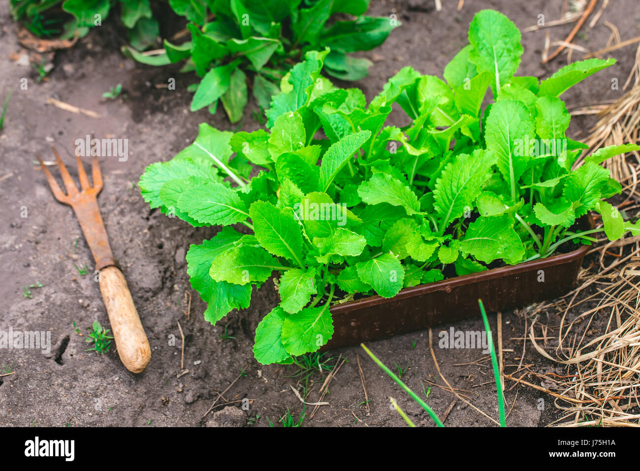 Hand growing plants hi-res stock photography and images - Alamy