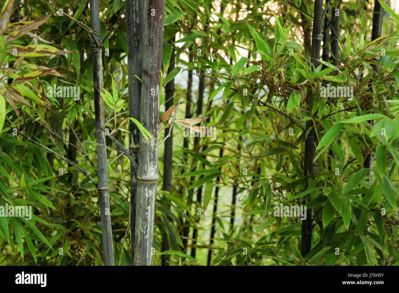 bamboo culture tree garden asia freshness biological bamboo decoration ...
