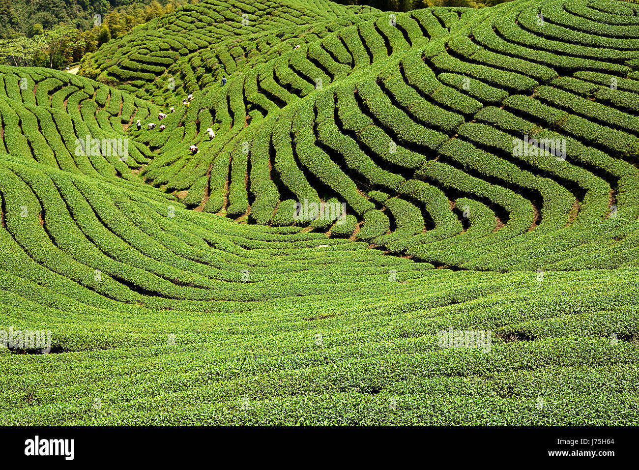 food aliment tea leaf tree mountains garden asia spring bouncing ...