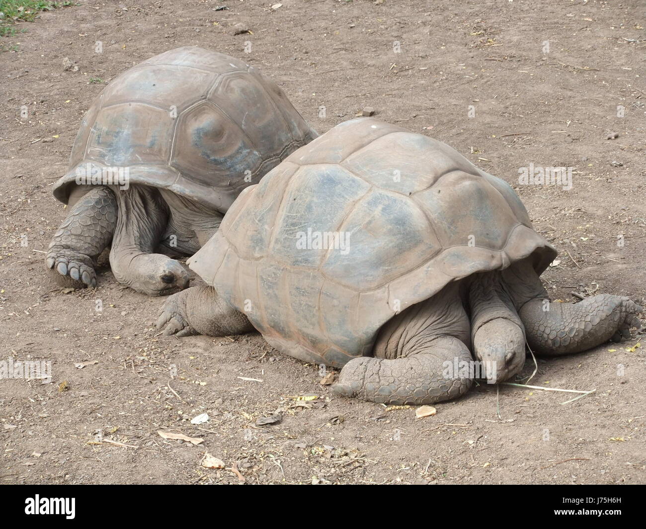 Giant armour hi-res stock photography and images - Alamy