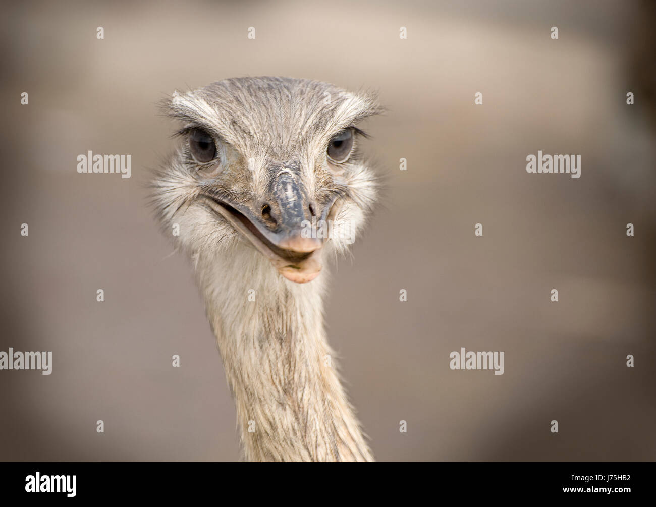 eyes look glancing see view looking peeking looking at beak eyelash ...
