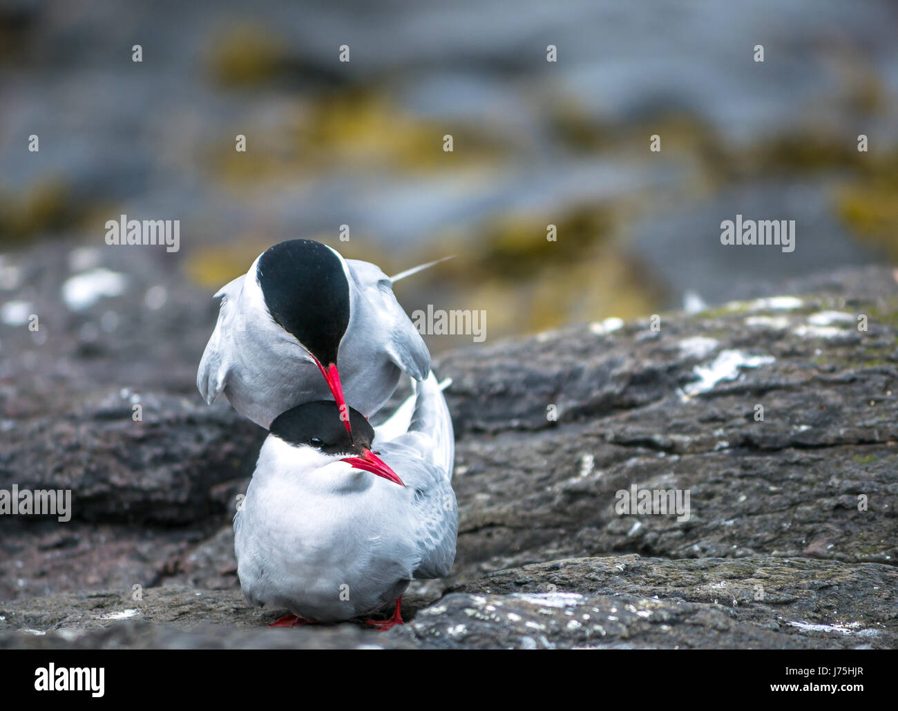 Close up of mating pair of Arctic Terns, Sterna paradisaea, Inner Farne ...