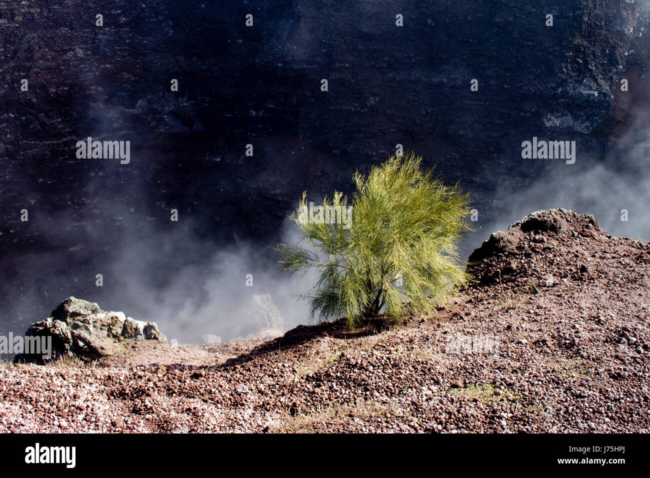 small tiny little short shrub crater dark lawn green vesuvius vulcan ...