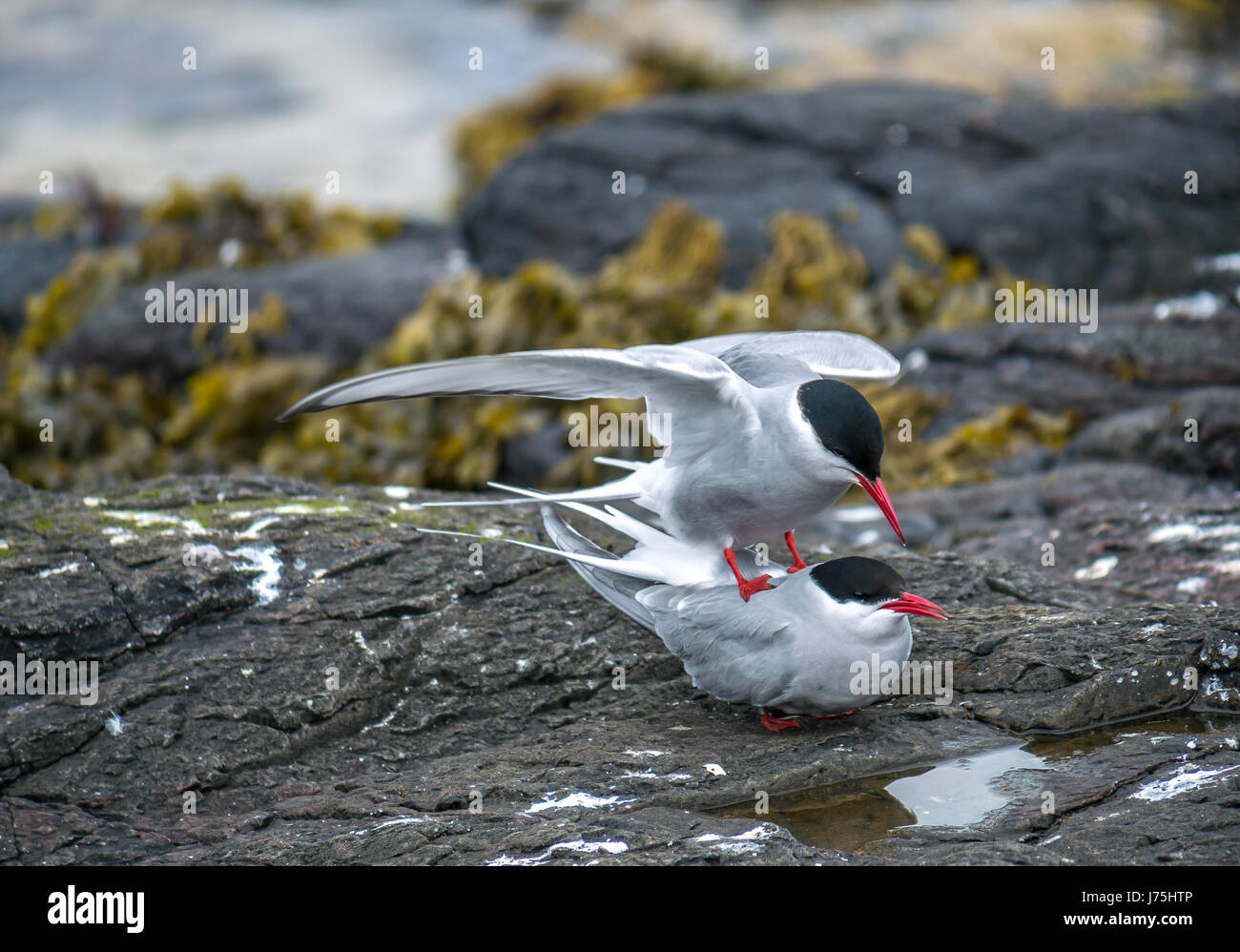 Mating birds hi-res stock photography and images - Alamy