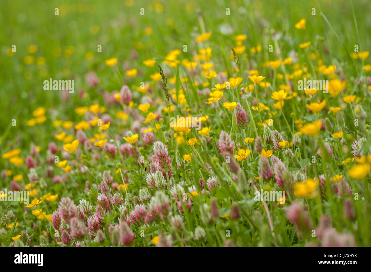 wild field flowers on green grass background Stock Photo - Alamy