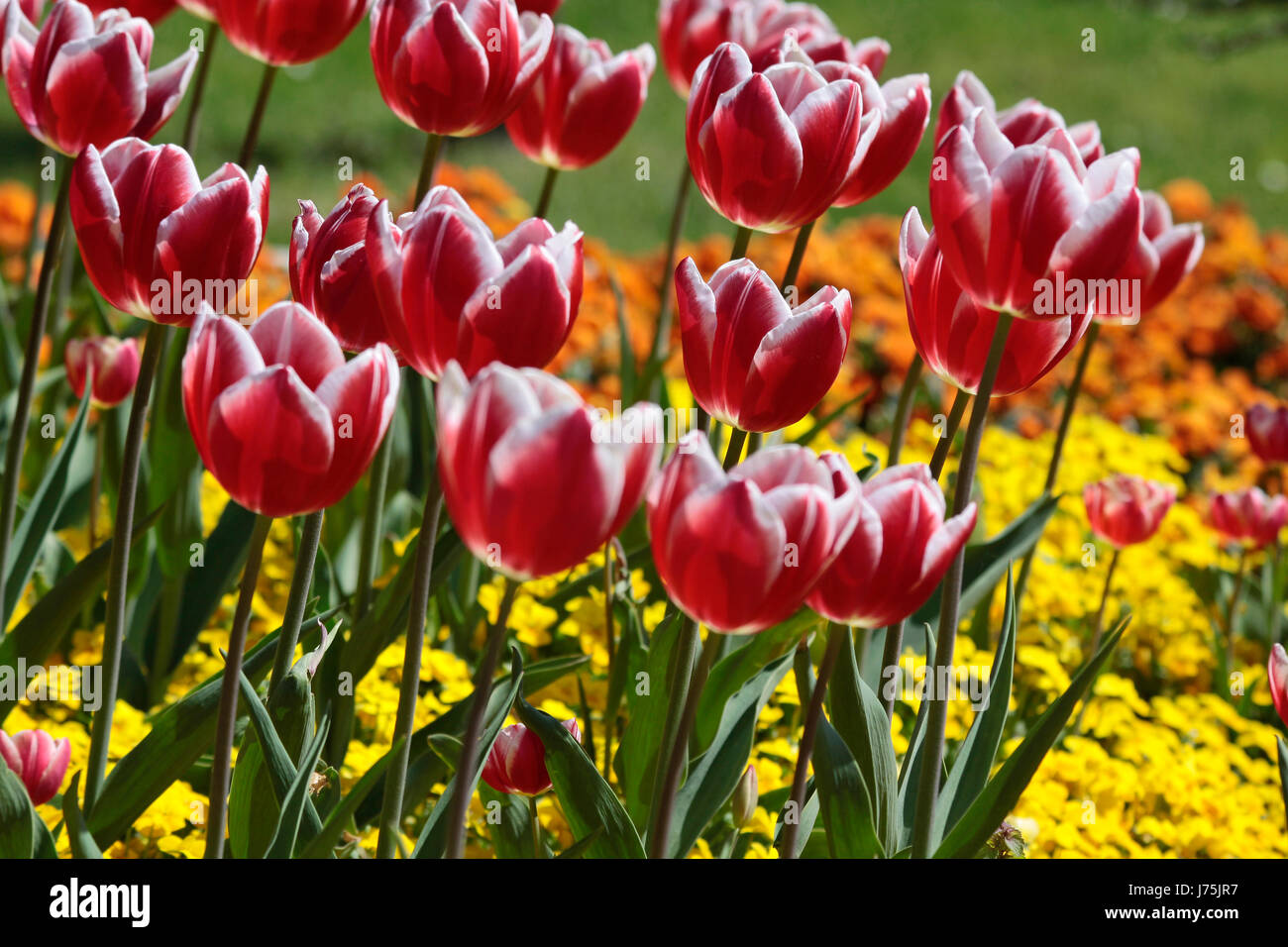 Blumenkelche hi-res stock photography and images - Alamy