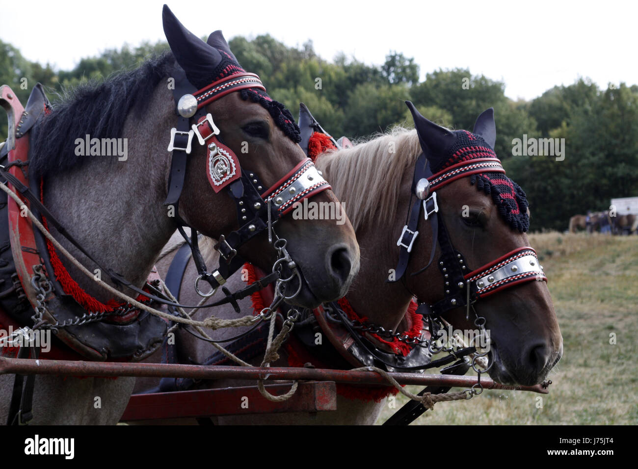 harness coach cold blooded animal horse animal strong agriculture ...