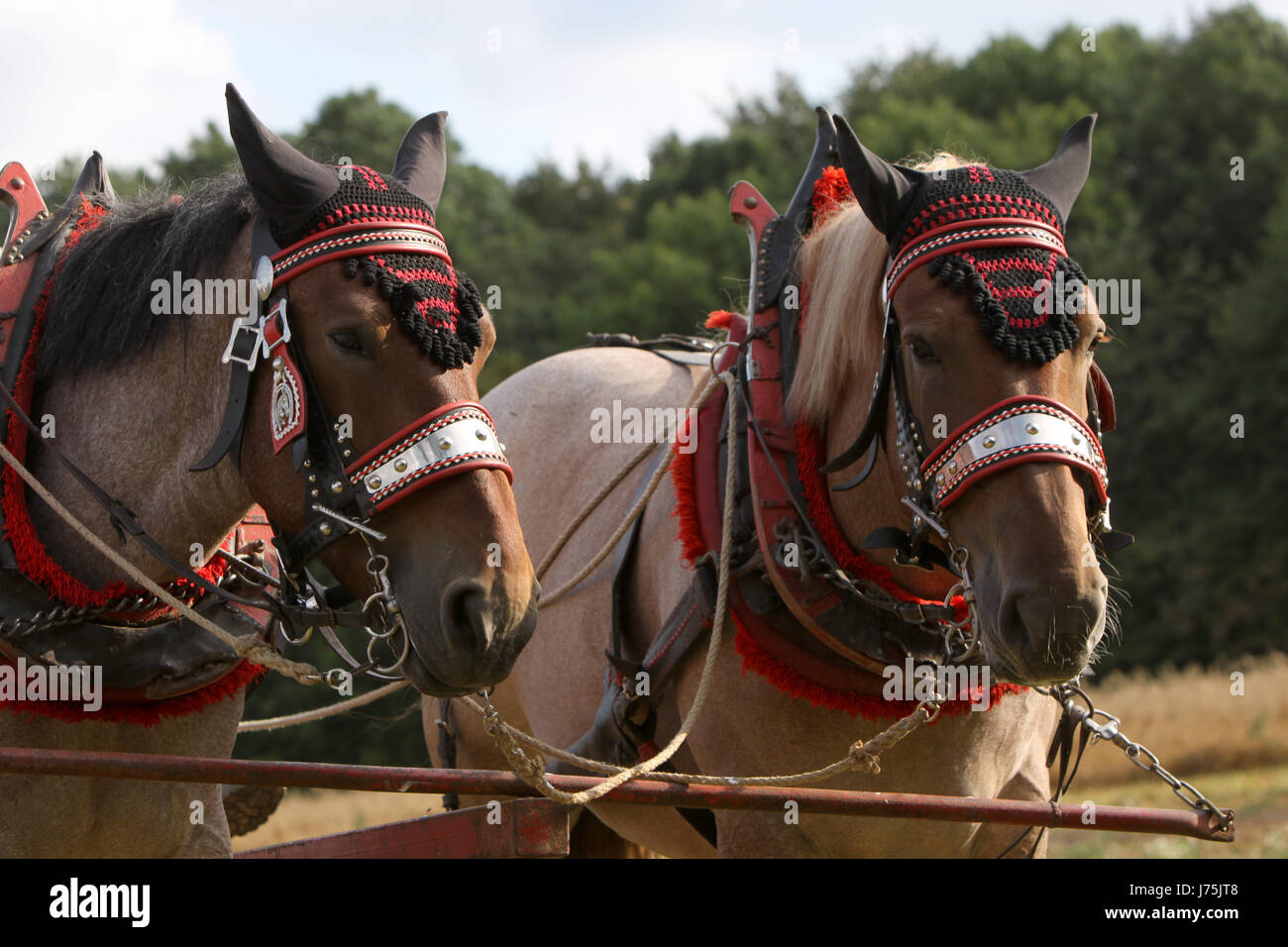 harness coach cold blooded animal horse animal strong agriculture ...