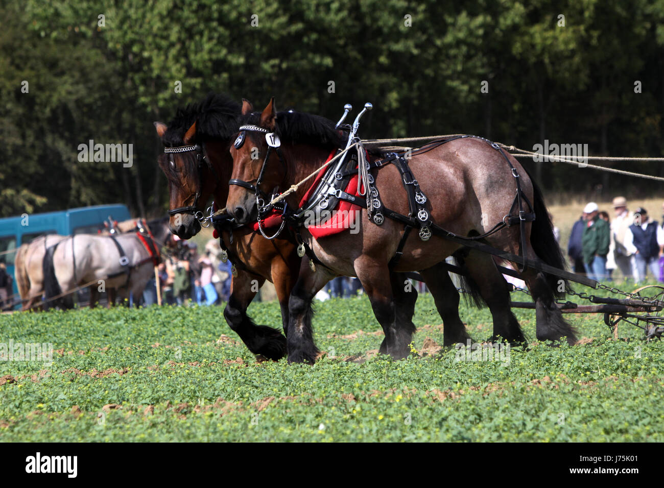 harness coach cold blooded animal horse animal strong agriculture ...