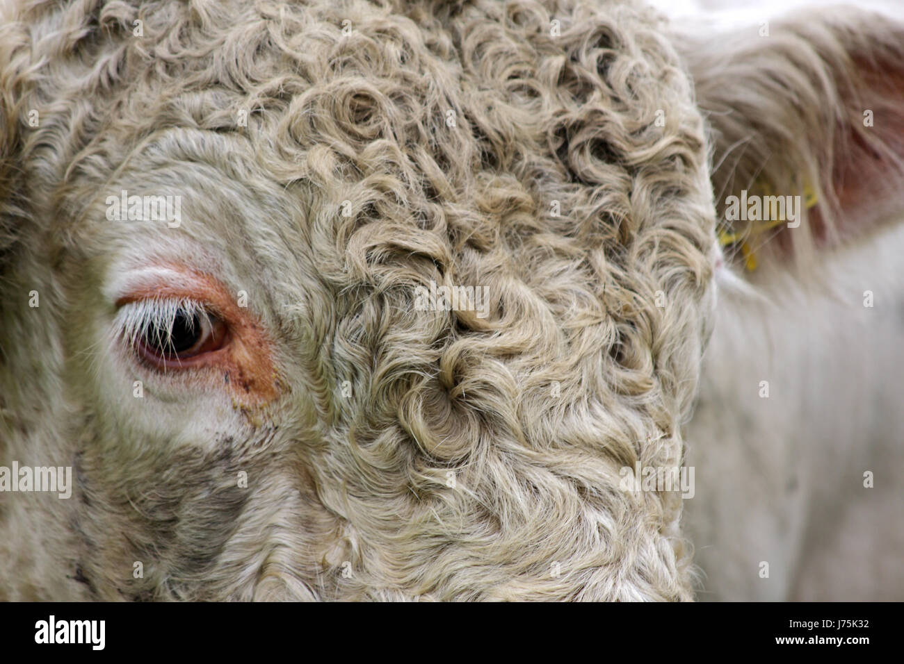 bull eye organ bovine breeding bull strong blank european caucasian cow ...