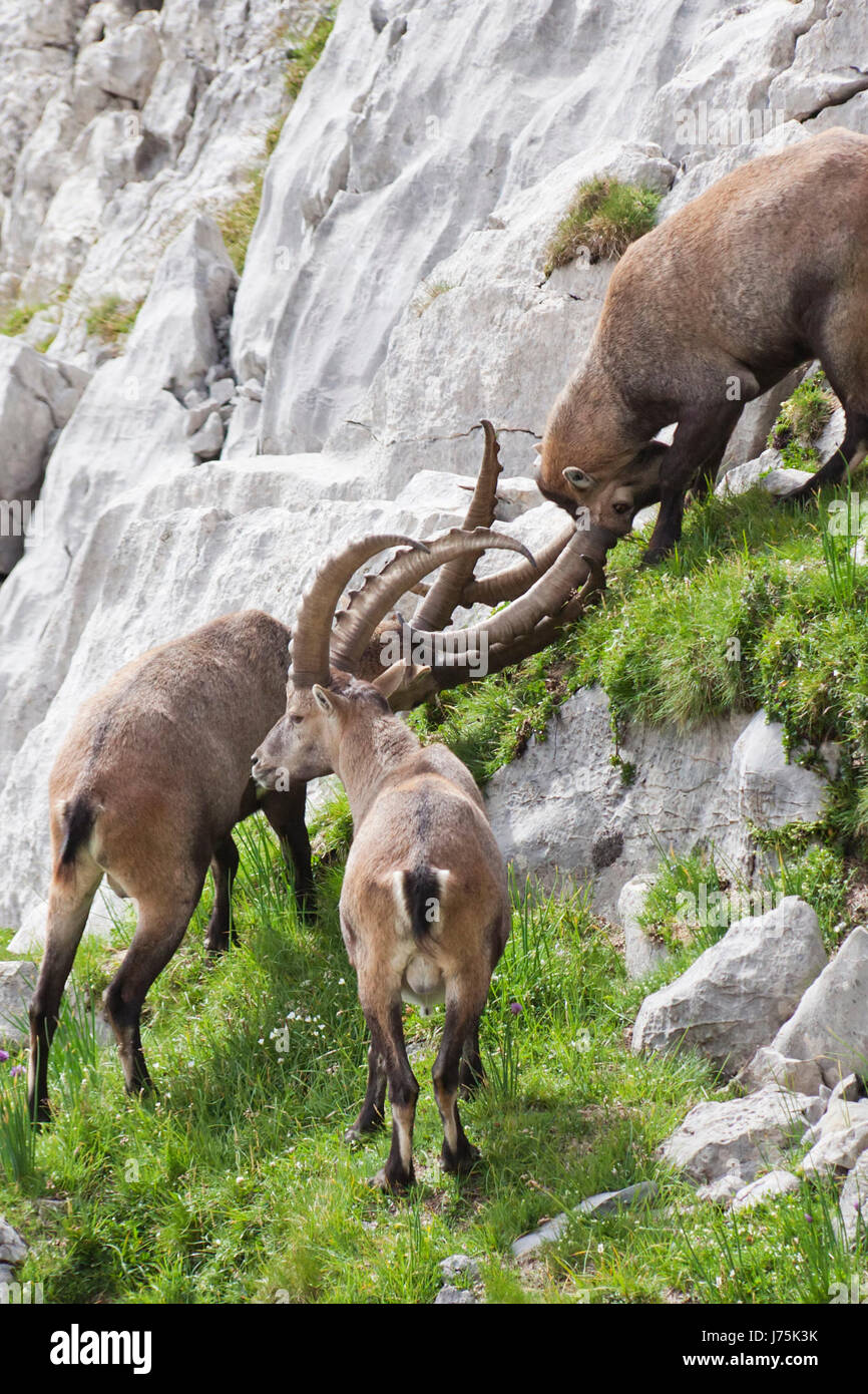 fight fighting animals mammals capricorn attack ibexes ready for battle ...