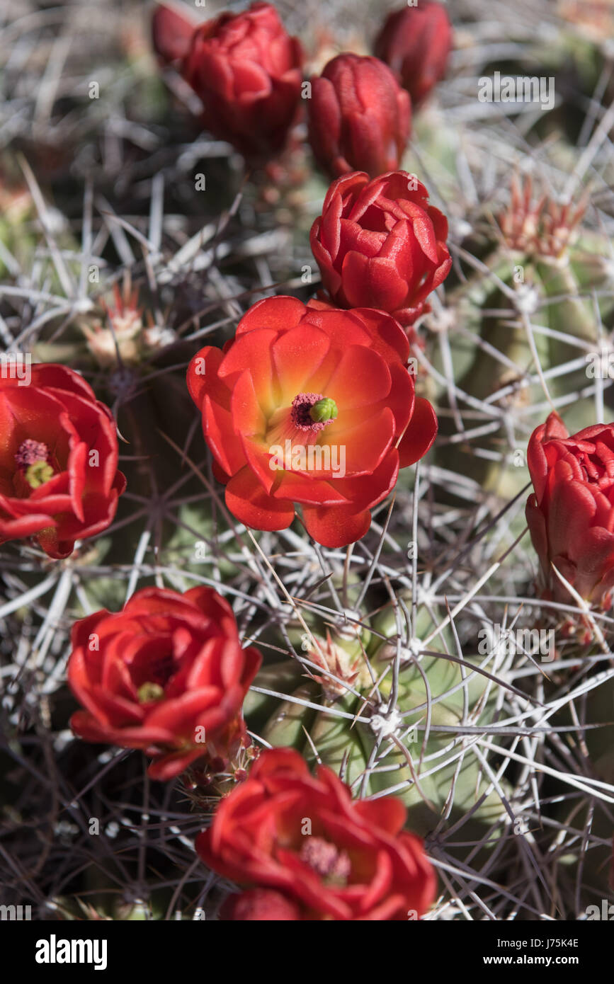 Deep red blooms hi-res stock photography and images - Alamy