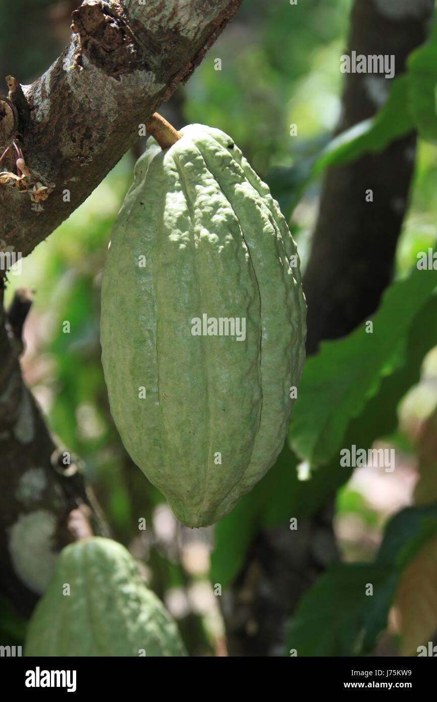 fruit cocoa tree green asia useful plant ripe asiatic tropical ...