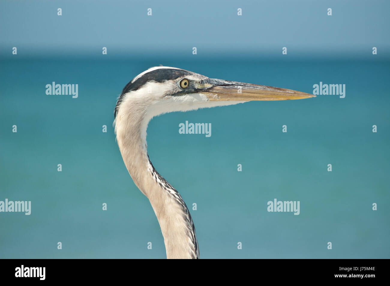 bird wildlife heron profile blue closeup horizon animal bird horizontal ...