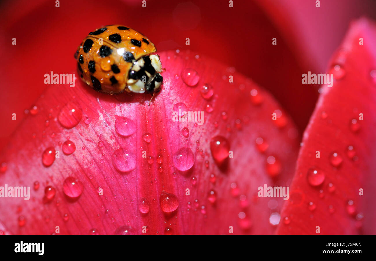 macro close-up macro admission close up view summer summerly mating ...