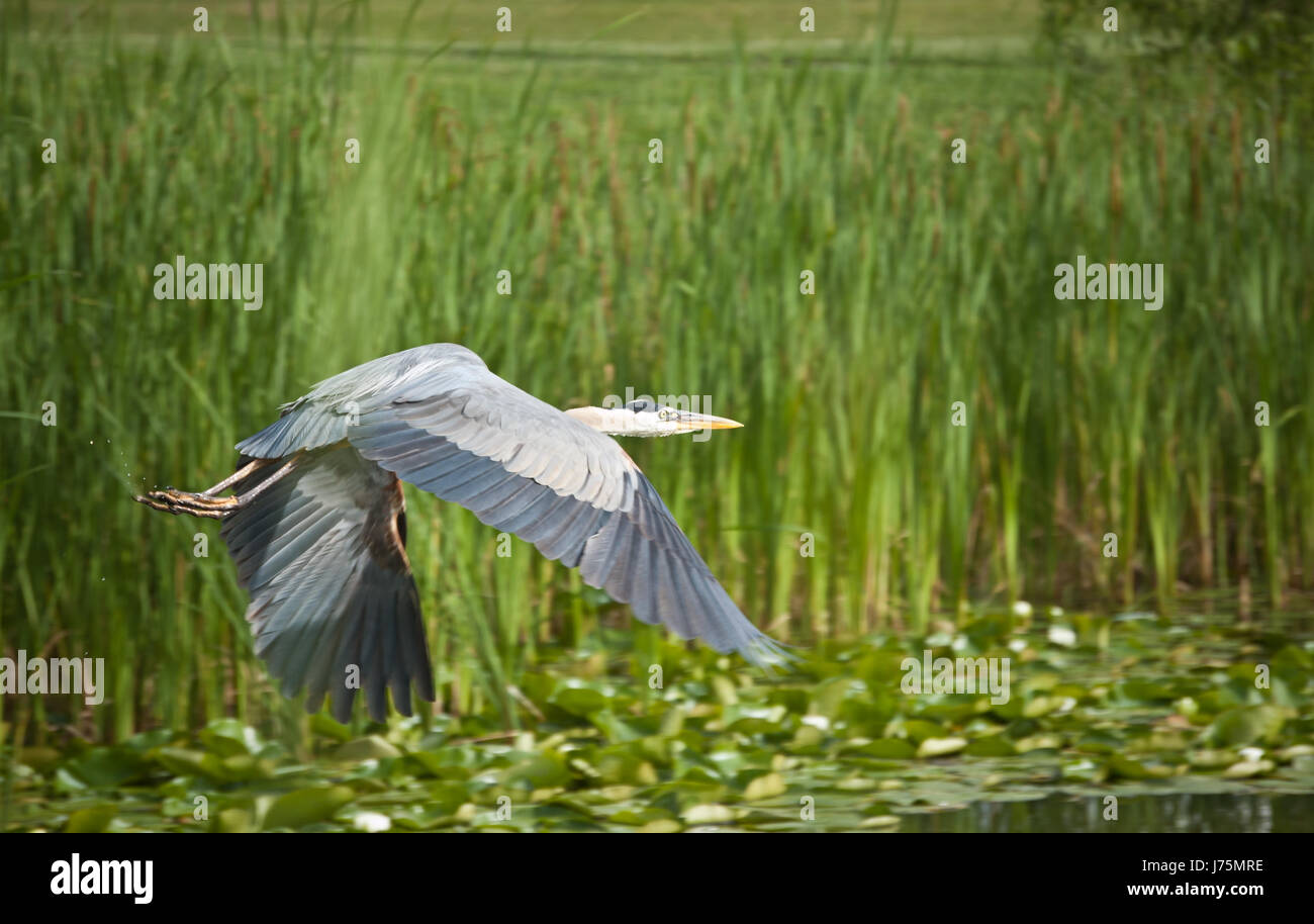 bird wildlife heron fly flies flys flying animal bird horizontal canada ...