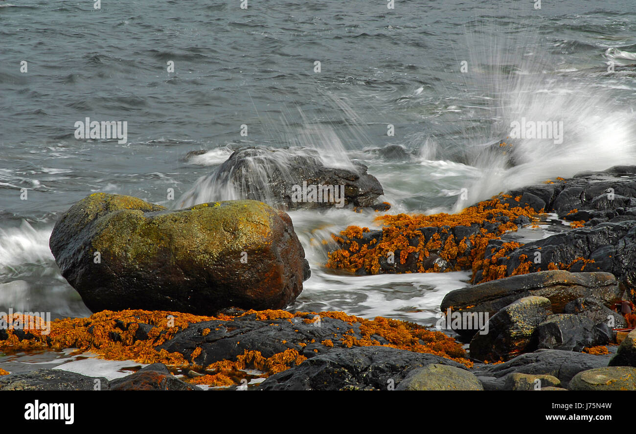stone algae dash moss spray salt water sea ocean water stones stone ...