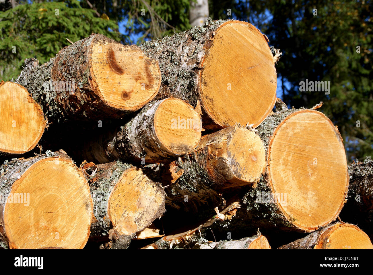 Birch logs hi-res stock photography and images - Alamy