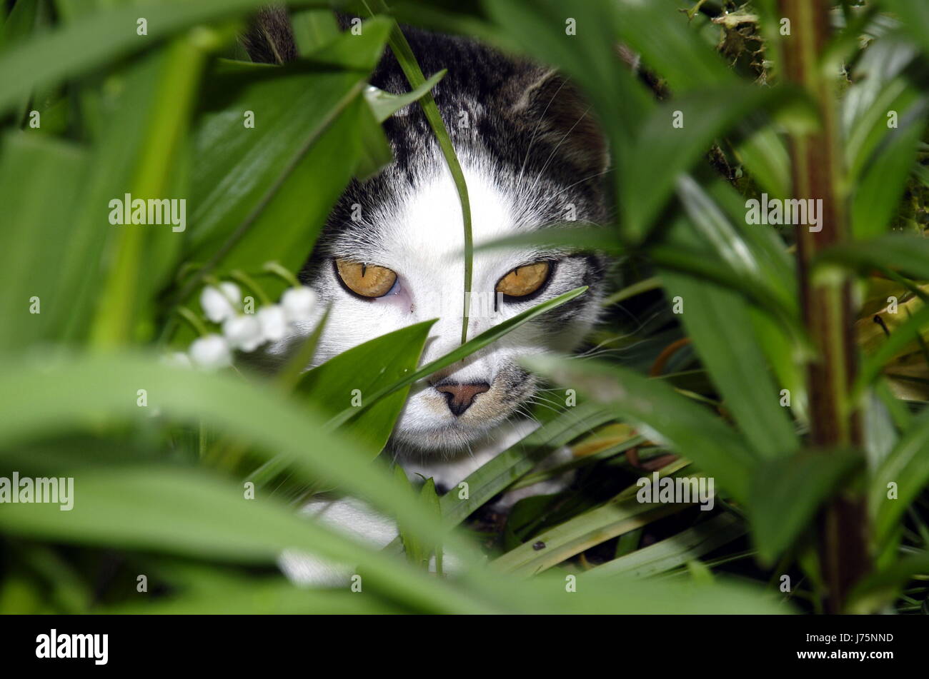 danger pet hunter eyes attention hiding-place pussycat cat domestic cat ...
