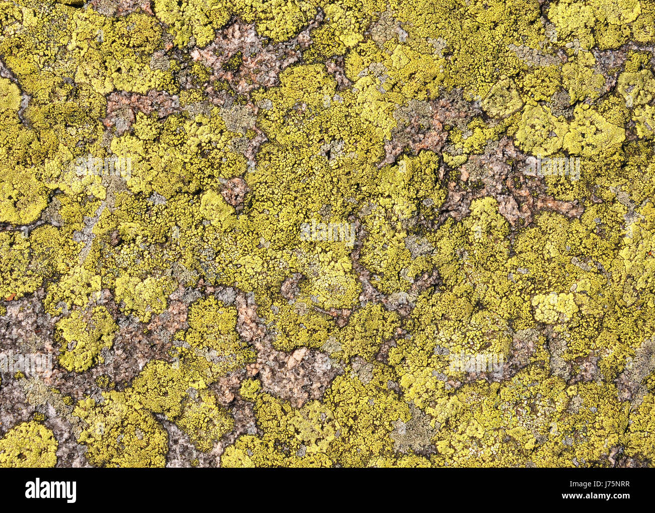 stone rock plait lichens braid backdrop background yellow nature ...