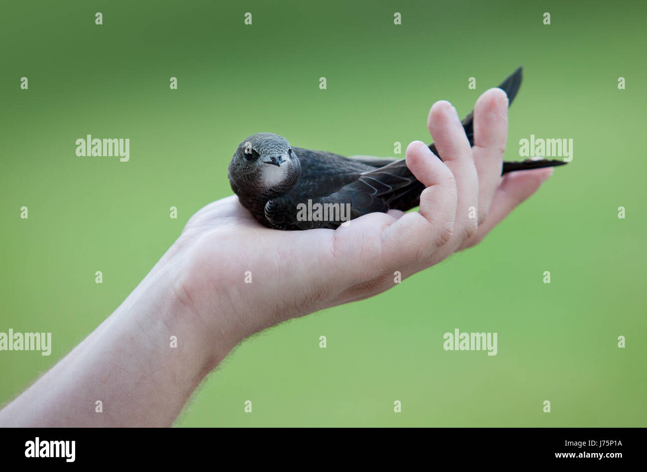 hand hands bird birds black martin young younger macro close-up macro ...