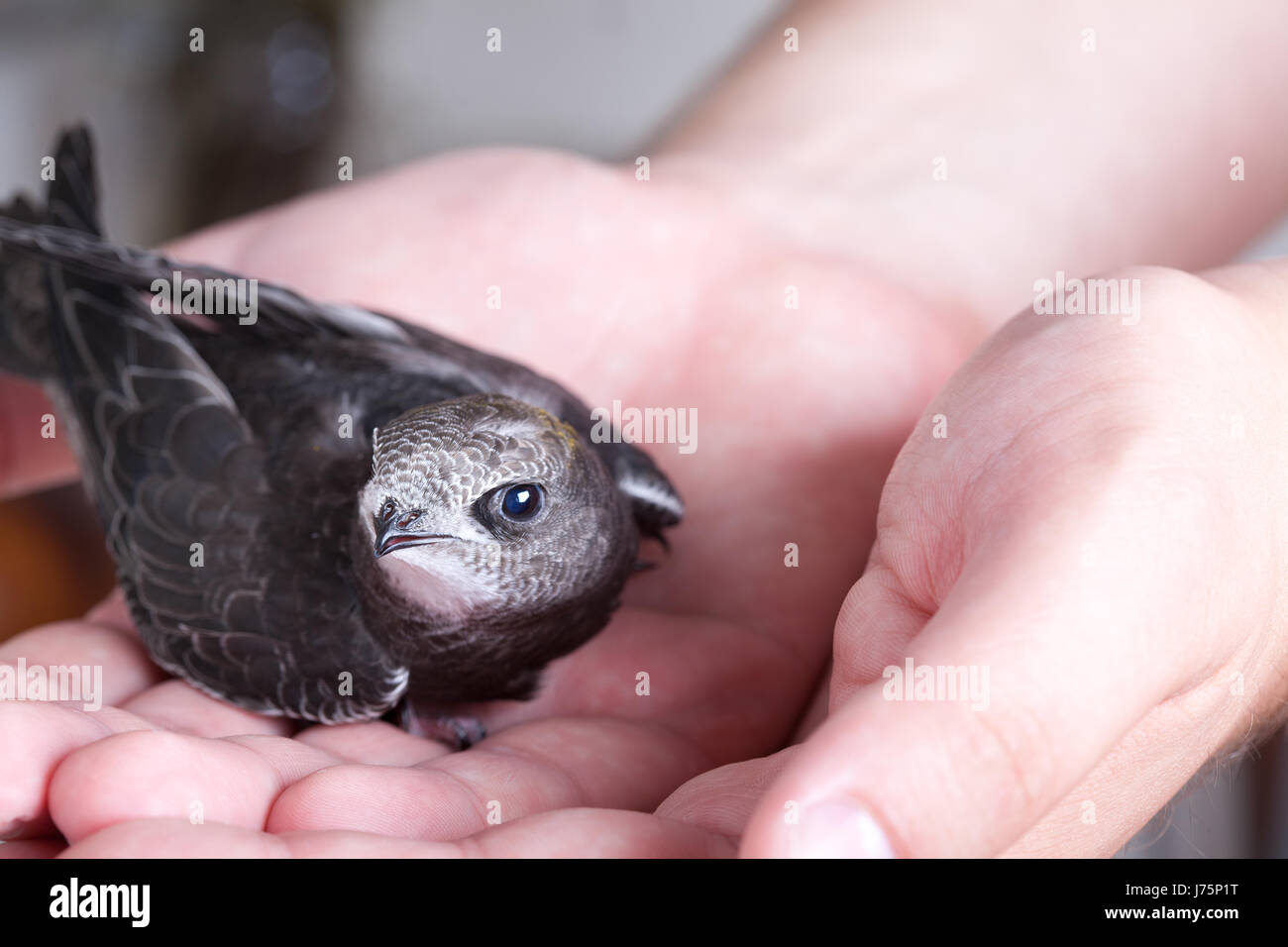 Hands birds hi-res stock photography and images - Alamy