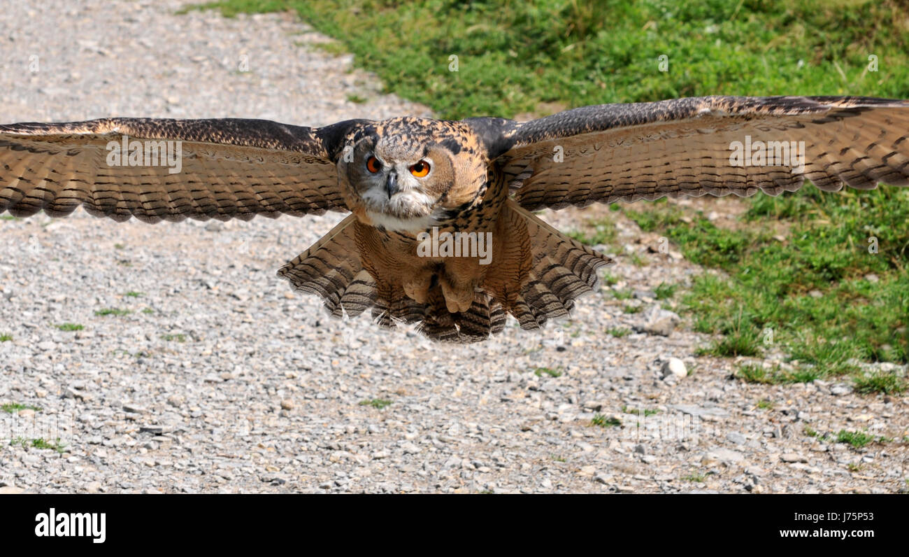 flight flight show wing falconry owl approach eagle-owl fly flies flys ...