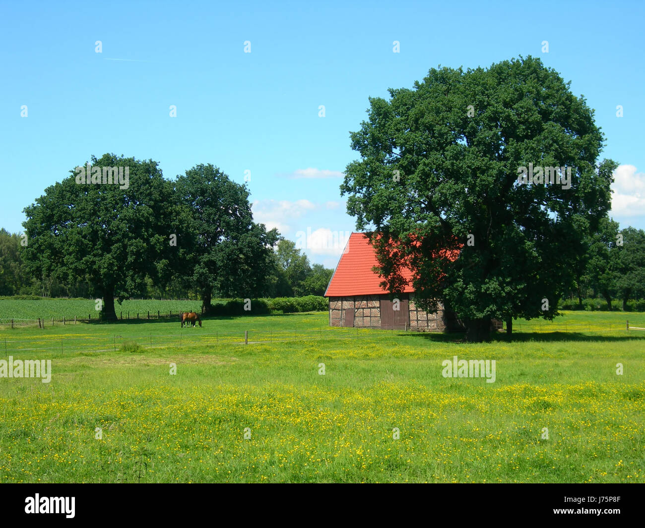 summer pasture with barn Stock Photo - Alamy
