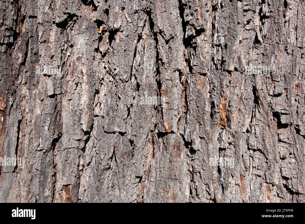bovine bark walnut walnut tree backdrop background juglans walnussrinde ...
