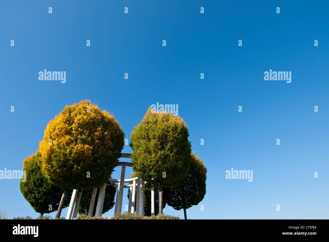 blue tree trees hill firmament sky unclouded cloudless fall autumn ...