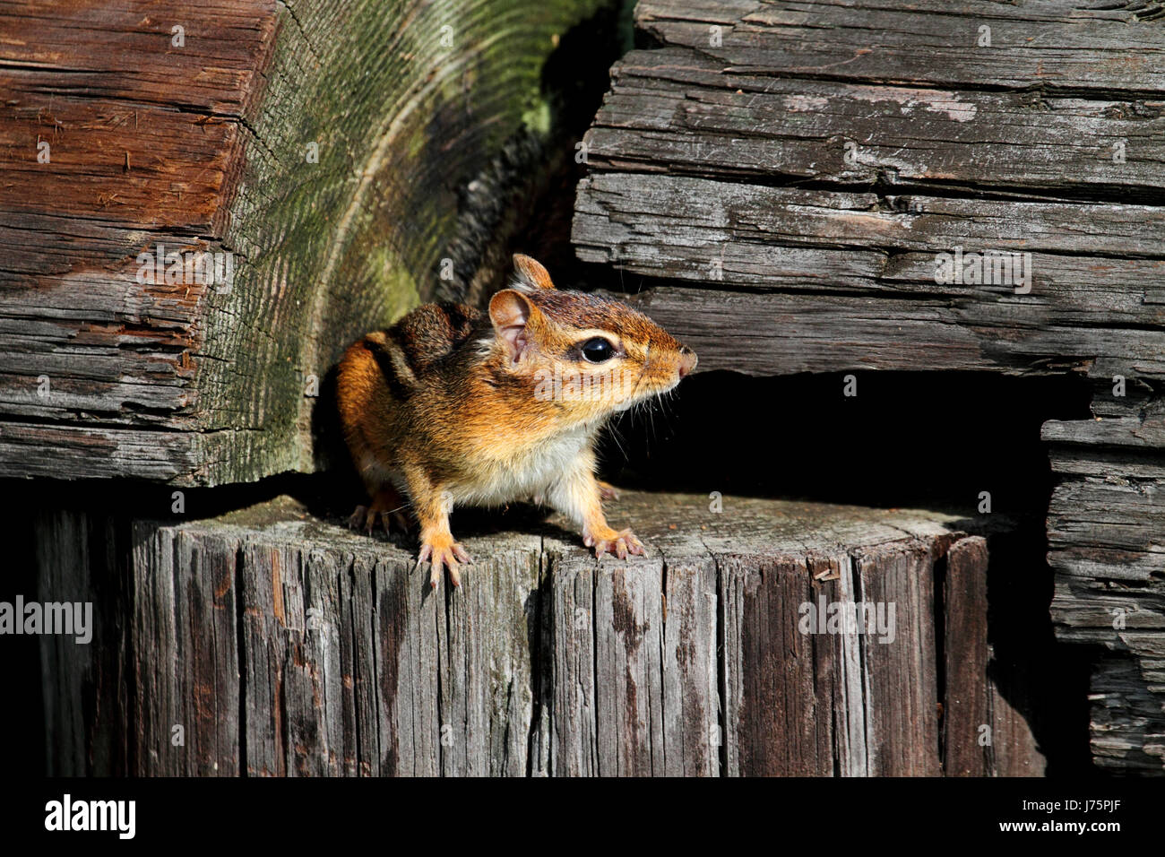 rodent fur tail squirrel striped nature stripes stripe profile animal ...