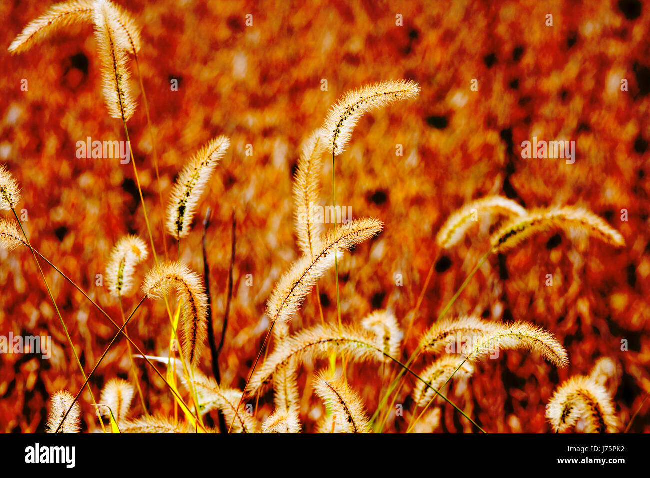 agriculture farming field dry dried up barren plants meadow grass lawn ...