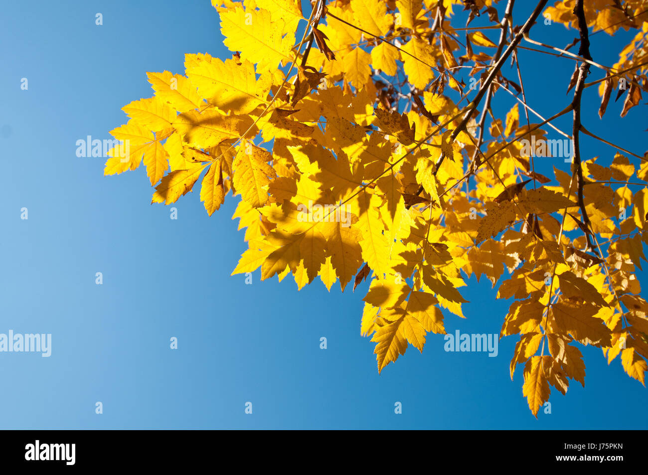yellow fall foliage and blue sky Stock Photo - Alamy