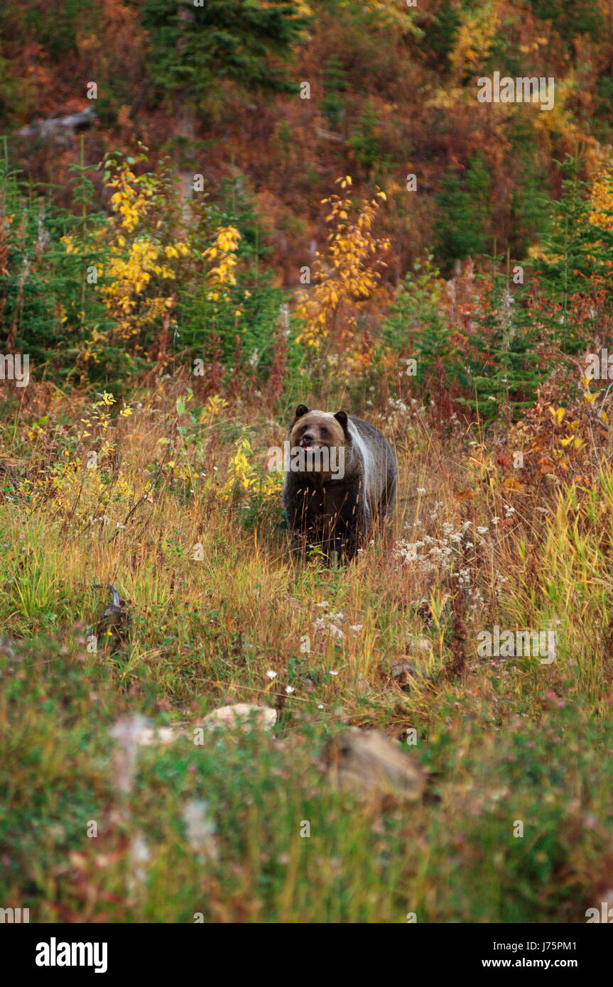 wild male masculine nature wild male masculine canada vertical ...