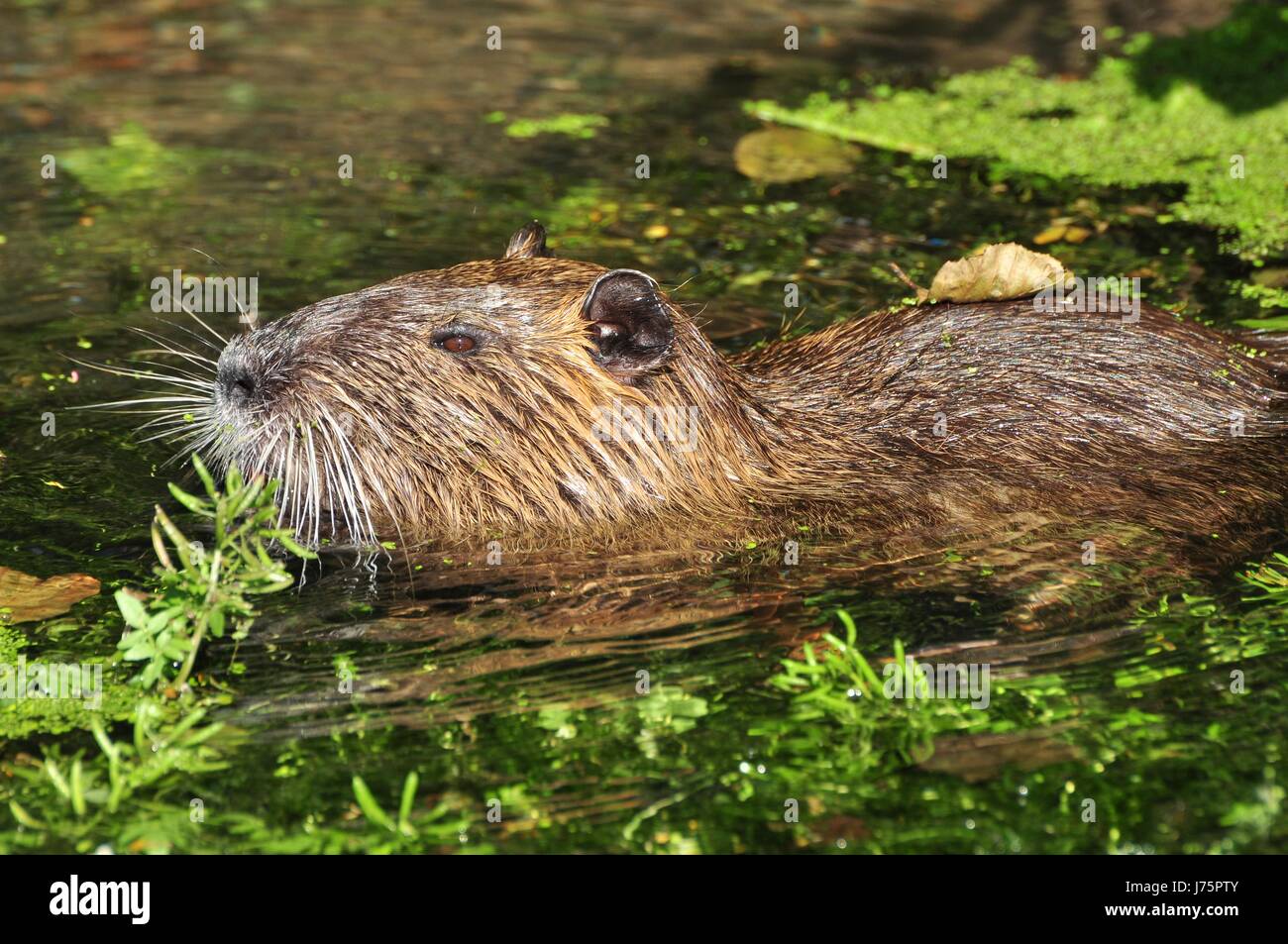 waters mammal rodent waters mammal eye organ rodent hairs skin stream ...