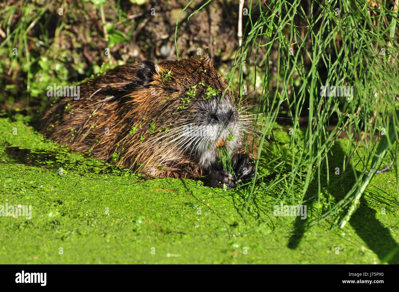 waters mammal rodent fodder waters mammal rodent hairs skin stream ...