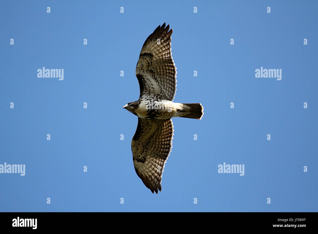 bird wild wildlife hawk fly flies flys flying nature blue animal bird ...