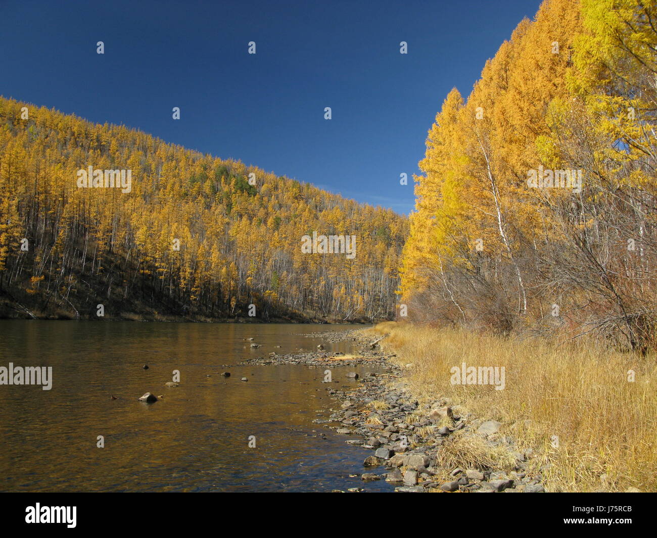 leaf travel tree park ground soil earth humus brown brownish brunette ...