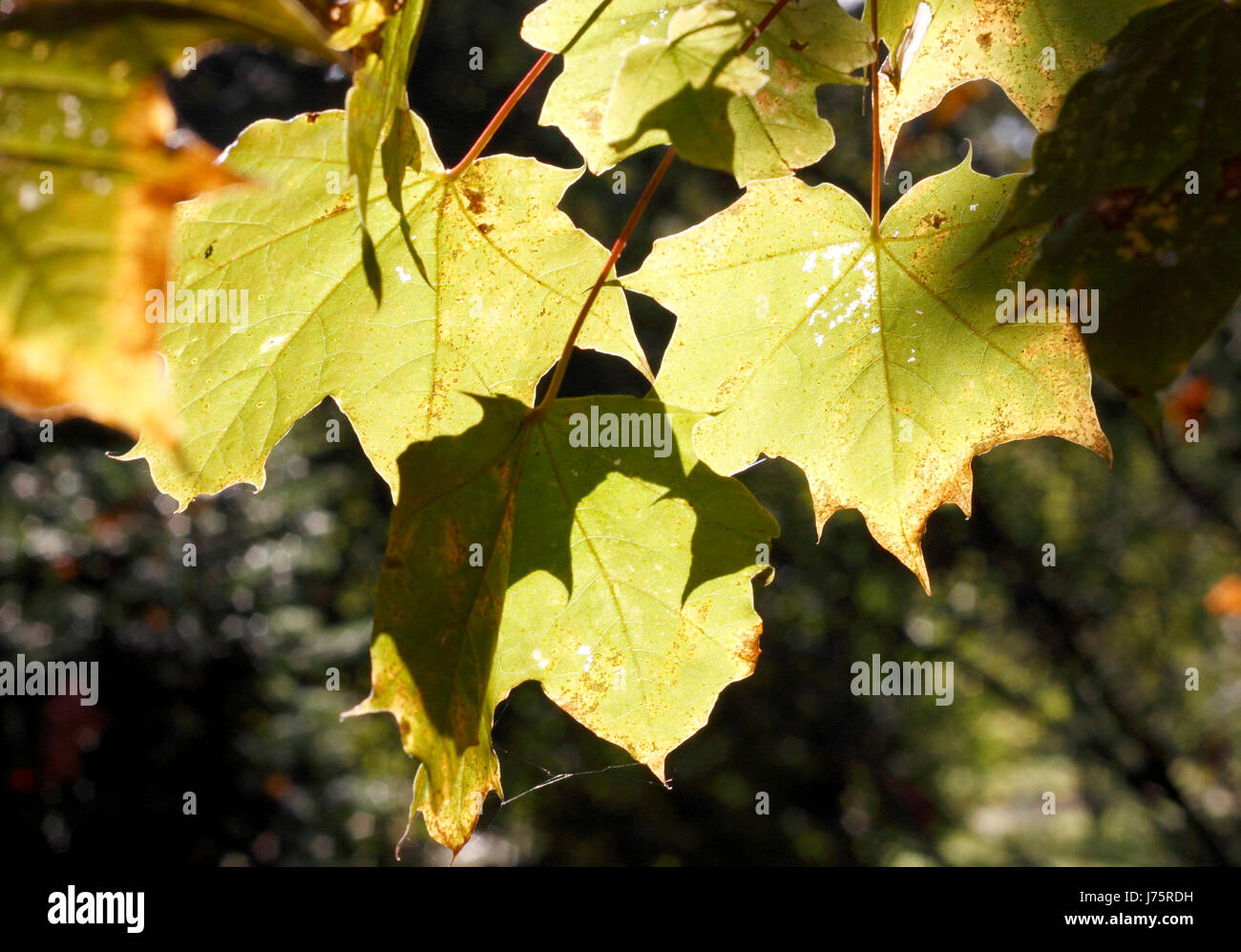 leaf tree deciduous tree maple shine shines bright lucent light serene ...