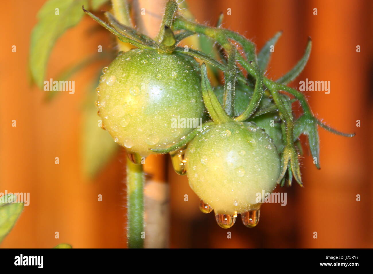 green bamboo vegetable tomato plant drop drip drops seeping sopping ...