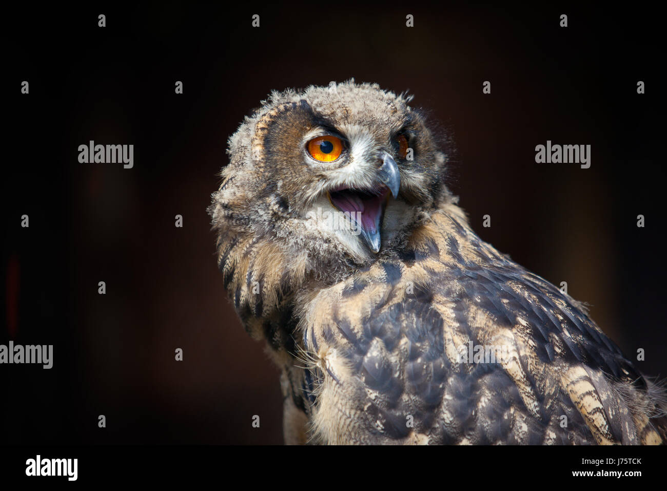 bird birds blank european caucasian birds of prey raptor beak owl beaks ...