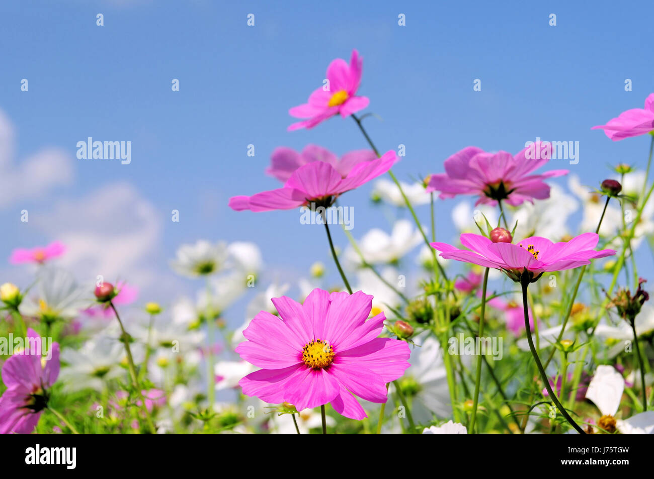 flower plant bloom blossom flourish flourishing summer summerly summer flower Stock Photo - Alamy