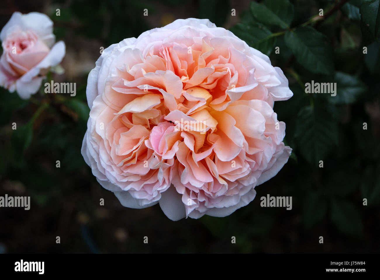 Apricot Roses High Resolution Stock Photography and Images - Alamy