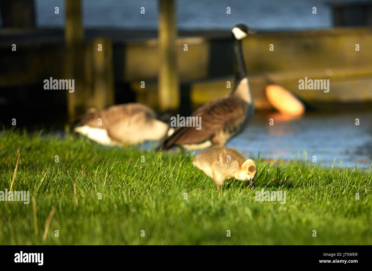 Canada Geese Fluffy Baby Bird High Resolution Stock Photography and ...