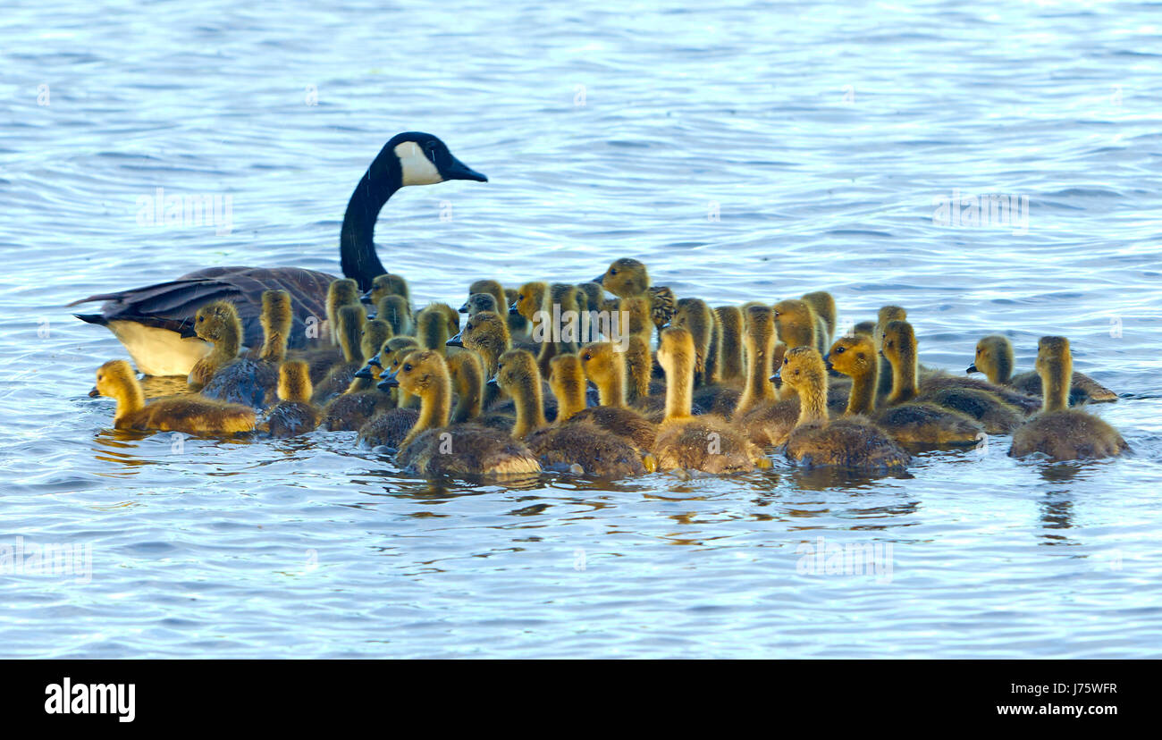 Canadian Goose Swimming Families Stock Photo - Alamy