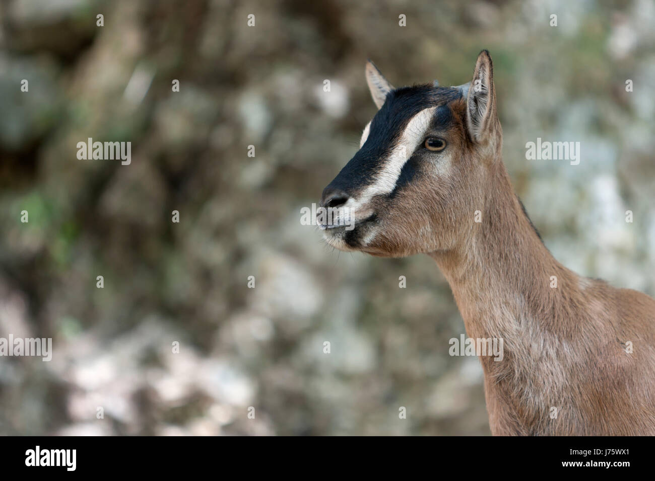 food aliment animals field goat beard farm cattle head food aliment ...