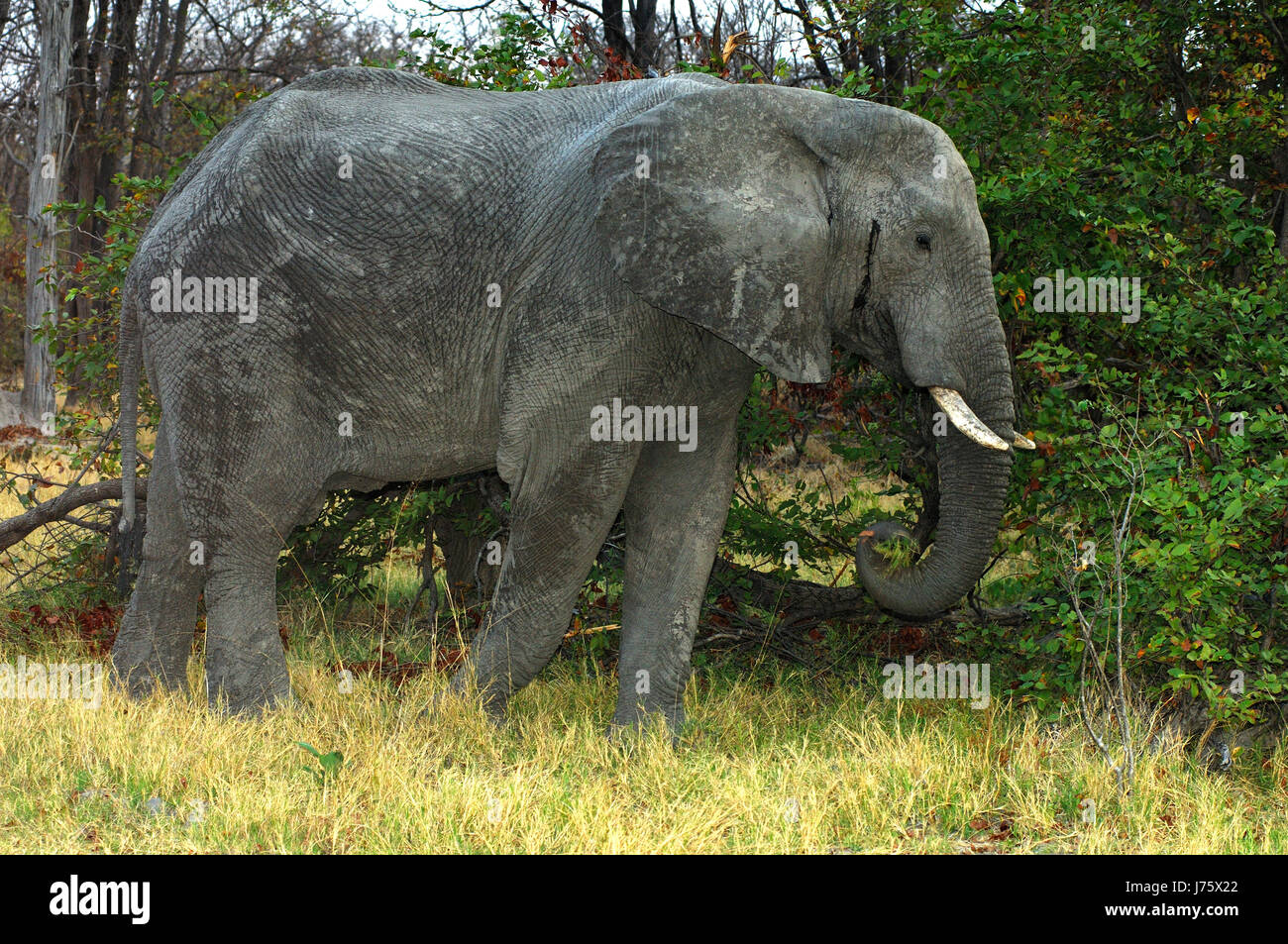 old bull elephant Stock Photo - Alamy