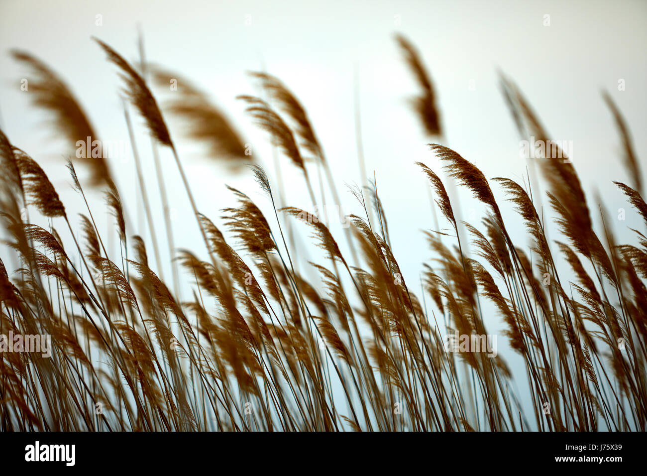 Reeds and Grasses Stock Photo - Alamy